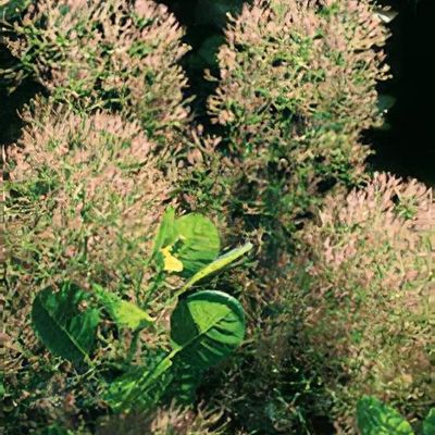 Cotinus coggygria 'Young Lady'