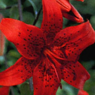 Lilium lancifolium 'Red Tiger'