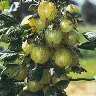 Ribes uva-crispa 'Hinnonmaki Green'