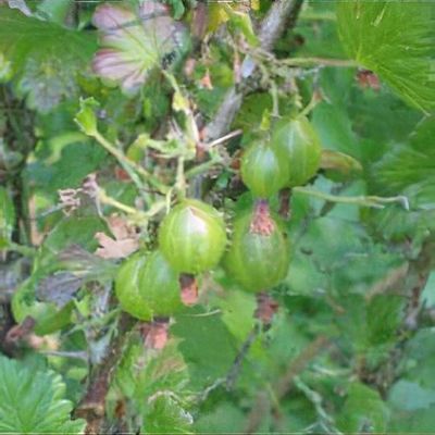 Ribes uva-crispa 'Whitesmith'