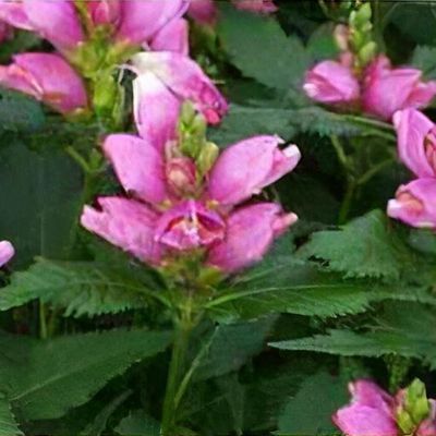 Chelone obliqua