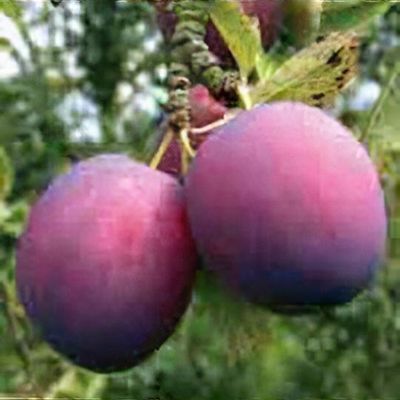Prunus domestica 'Marjorie's Seedling' on Prunus 'St. Julien A' rootstock