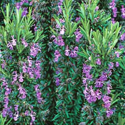 Salvia rosmarinus 'Tuscan Blue'