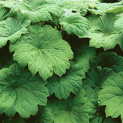 Astilboides tabularis