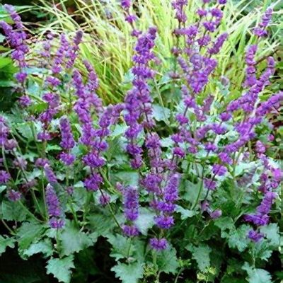 Salvia verticillata 'Purple Rain'