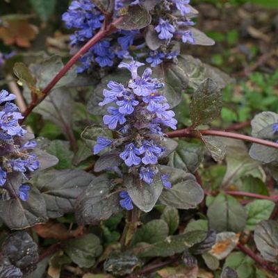 Ajuga reptans 'Atropurpurea'