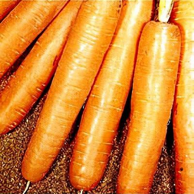 Daucus carota 'Flyaway'