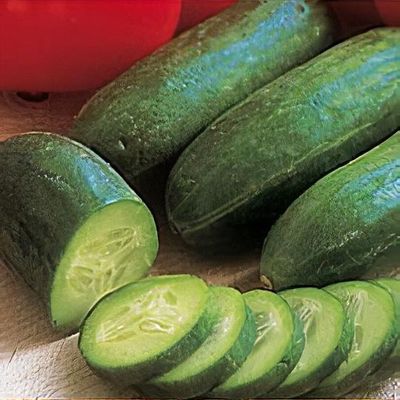 Cucumis sativus 'Mini Munch'