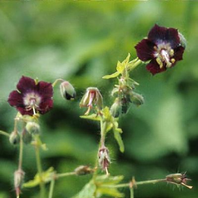 Geranium phaeum