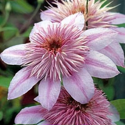 Clematis 'Empress'