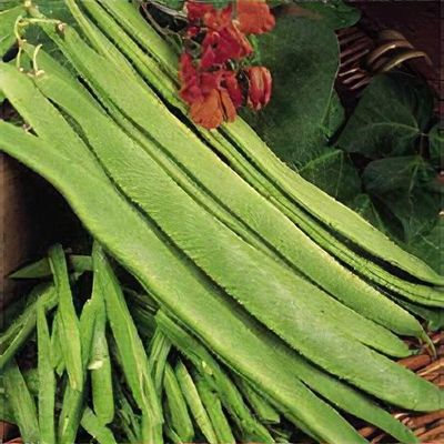 Phaseolus coccineus 'Polestar'