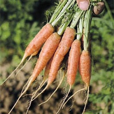 Daucus carota 'Ideal Speedy'