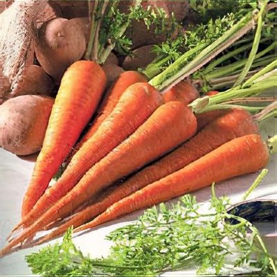 Daucus carota 'Red Intermediate'