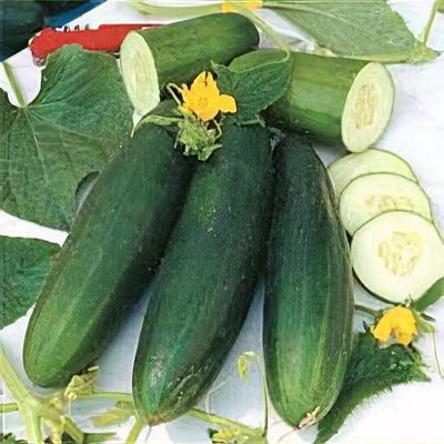 Cucumis sativus 'Green Fingers'