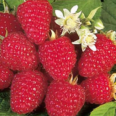 Rubus idaeus 'Joan J'