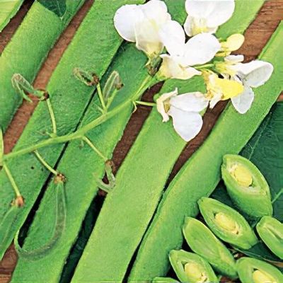 Phaseolus coccineus 'White Lady'