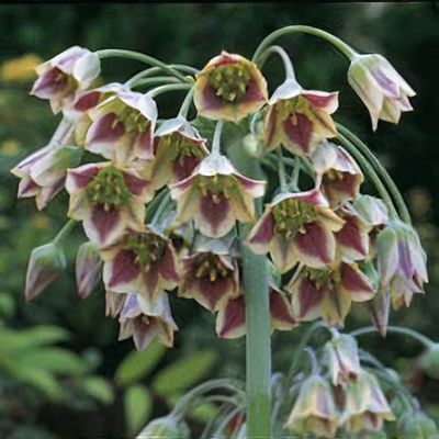 Nectaroscordum siculum