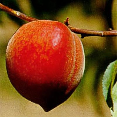 Prunus persica 'Springcrest'