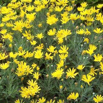 Euryops pectinatus
