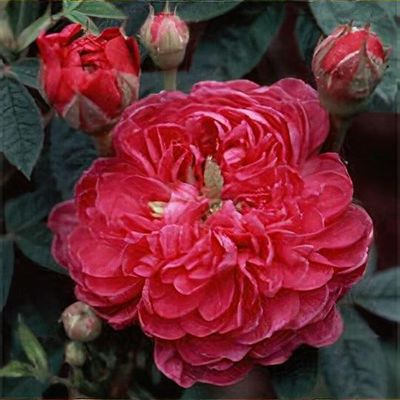 Rosa 'Burgundy Rose'