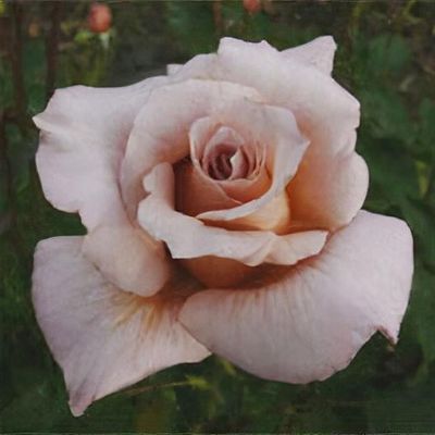 Rosa 'Julia's Rose'