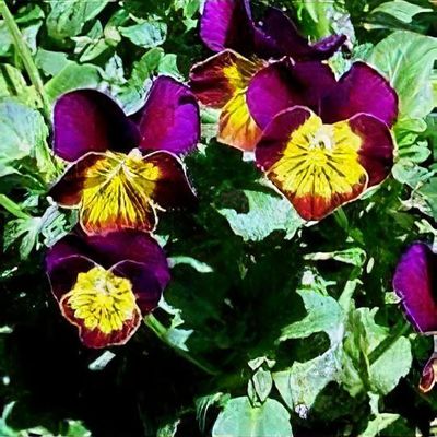 Viola 'Miniola Heart Purple'