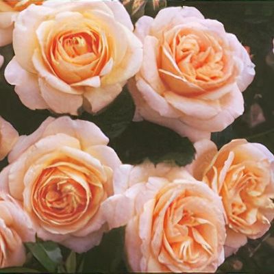 Rosa 'Amber Abundance'