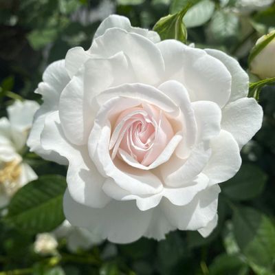 Rosa 'Dame Deborah James'