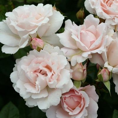 Rosa 'Constanze Mozart'