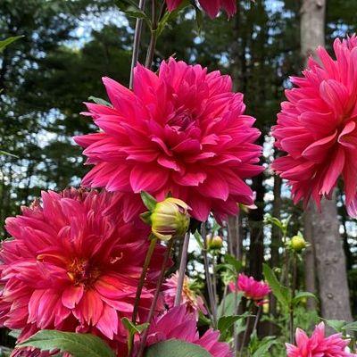 fire magic dahlia
