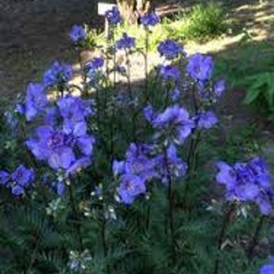 polemonium bressingham purple problems