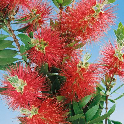 callistemon citrinus splendens pruning