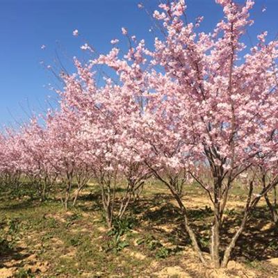 prunus accolade winter