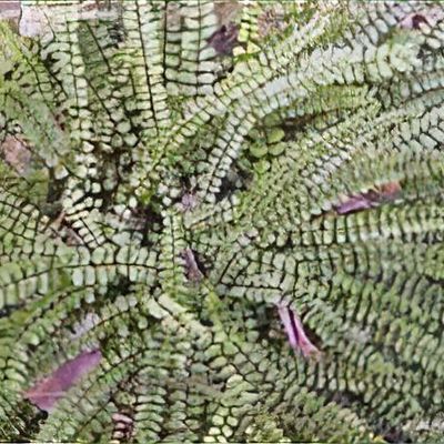 Asplenium trichomanes