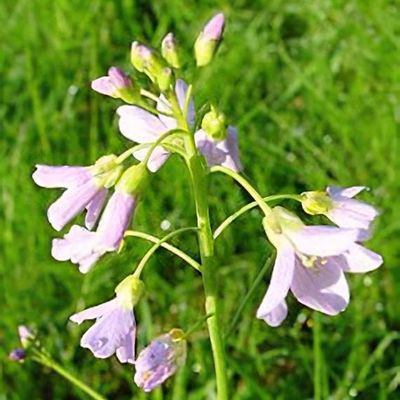 Cardamine pratensis