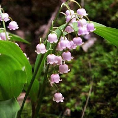 Convallaria majalis