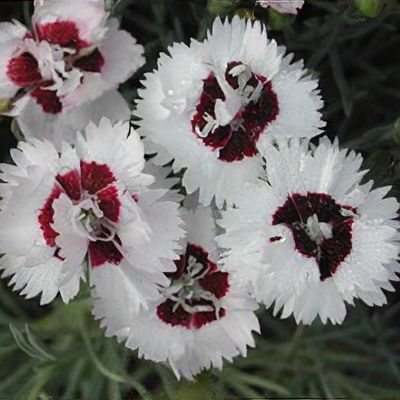 Dianthus 'Dainty Dame'
