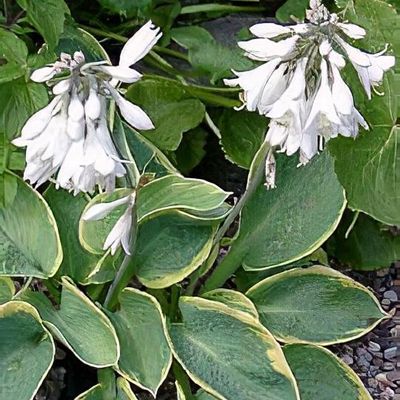 Hosta 'Frances Williams' (sieboldiana)