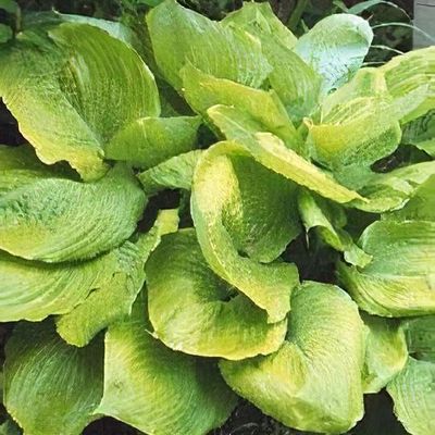 Hosta 'Sum and Substance'