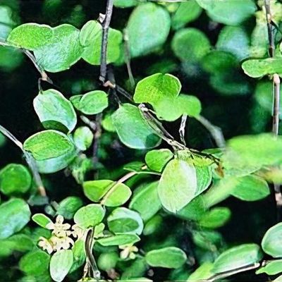 Muehlenbeckia complexa