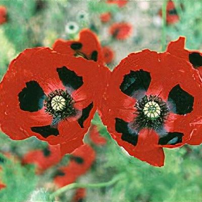 Papaver commutatum