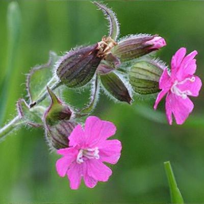 Silene dioica