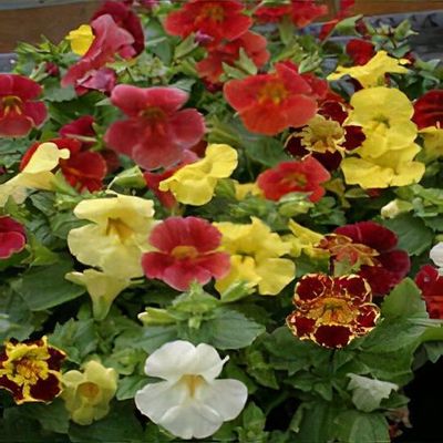 Mimulus hybrida 'Giant Flowering'