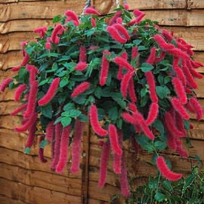 Acalypha pendula 'Mini Red'