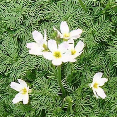 Hottonia palustris