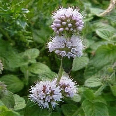 Mentha aquatica