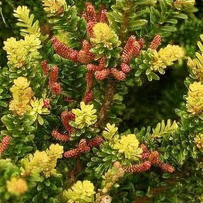 Podocarpus nivalis 'Kilworth Cream'