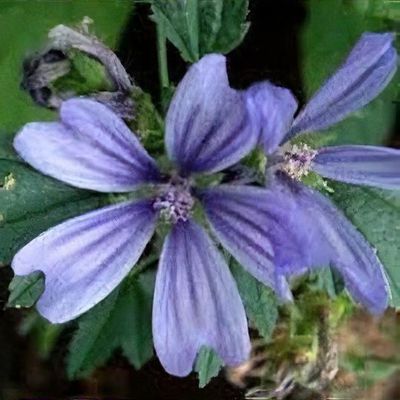 Malva sylvestris var. mauritiana 'Primley Blue'