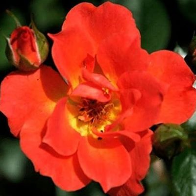 Rosa 'Anna Ford'
