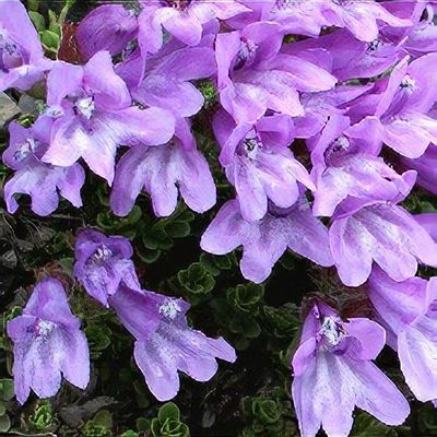 Penstemon davidsonii var. menziesii